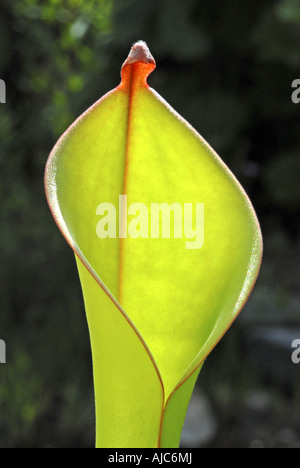 The rare carnivorous Sun Pitcher plant, Heliamphora Heterodoxa Stock ...