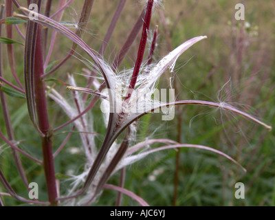 willow-herb, willow-weed (Epilobium spec.), open fruits with seeds ...