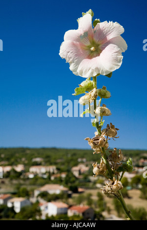 Light pink flower mallow overlooking village Stock Photo - Alamy