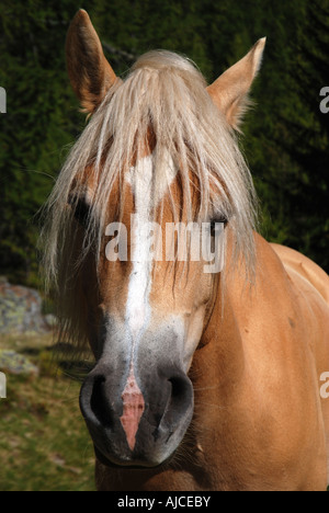 Haflinger breed horse portrait South Tirolean alps Alto Adige Italy ...