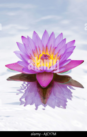 Nymphaea caerulea flowers Blue water lily Stock Photo - Alamy