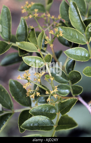 zanthoxylum fraxineum, medical plant, medical plants, medicinal plant ...