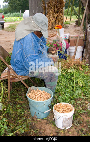 Worker pulling peanuts off of harvested plants near Albany Georgia ...