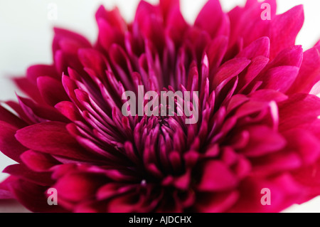 Purple flower close-up / fresh background Stock Photo - Alamy