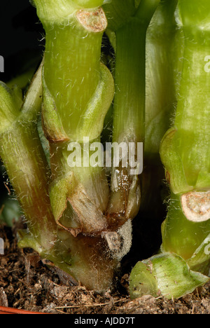 Grey mould Botrytis cinera infection on the stem of a begonia house ...