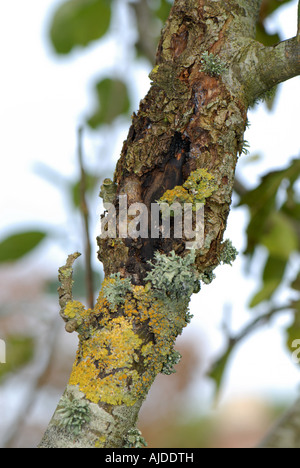 Apple canker (Neonectria ditissima) lesion in a branch of an old ...