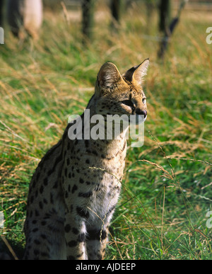 Serval cat (Felis serval), sitting Stock Photo - Alamy