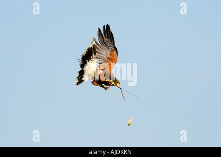 Harris Hawk catching prey in the air Stock Photo - Alamy