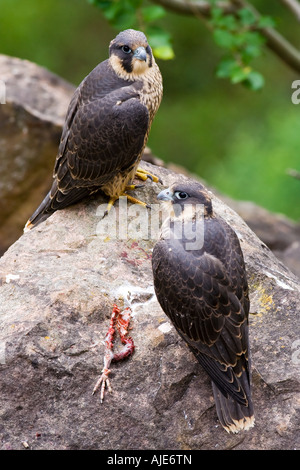 Two juvenile Peregrine Falcon (Falco peregrinus) talon grappling ...