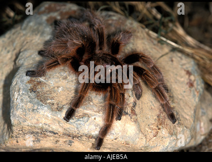 Curly & Red Rump Cross Hybrid Tarantula, 2nd generation, Brachypelma ...