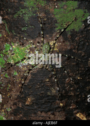 Huntsman Spider Family Heteropodidae Sabah Borneo Stock Photo - Alamy