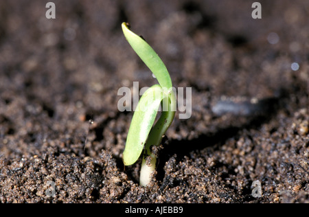 Sunflowers Helianthus annuus seedling shoot sprouting out of soil seed ...