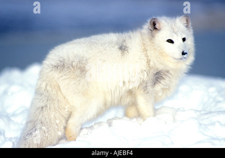 Arctic Fox Minnesota USA Stock Photo - Alamy