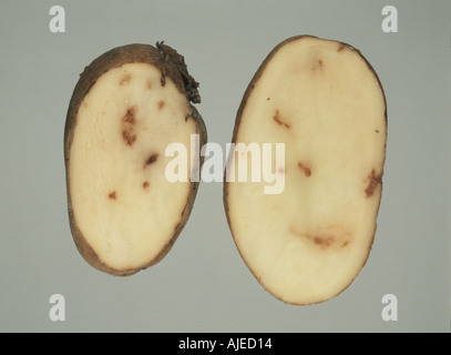Internal rust spot evident in potato tuber cross-section, IRS is a ...