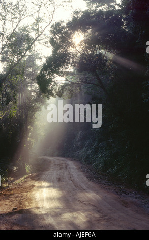 Sunlit island road through dense tropical vegetation under blue sky on ...