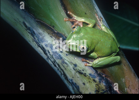 Seychelles Tree Frog Megalixalus seychellensis Praslin Seychelles Stock ...