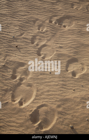 Camel and foot tracks in the desert sand Stock Photo - Alamy