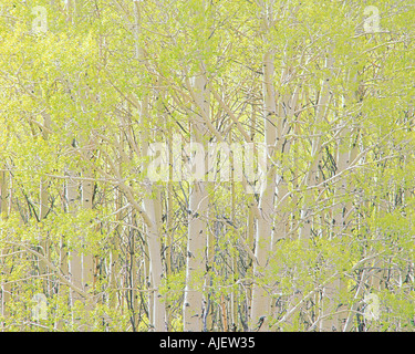 Early spring foliage white mountain national forest new hampshire Stock ...