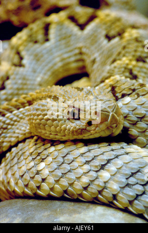 Aruba Island Rattlesnake Crotalus unicolor poisonous venomous snakes ...