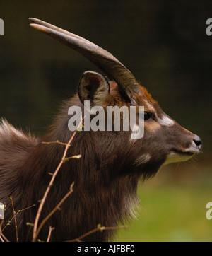 Sitatunga (Tragelaphus spekei) aquatic antelope which had large hooves ...