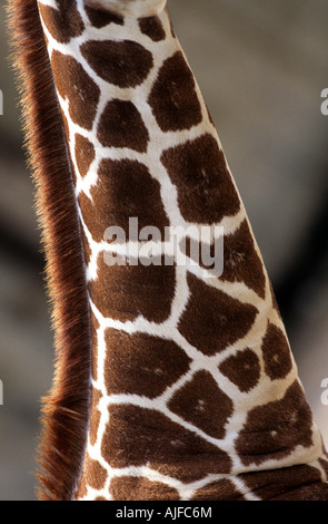 Anatomy of the Neck Stock Photo - Alamy