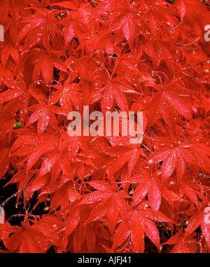 Japanese red maple tree leaves in autumn Stock Photo - Alamy