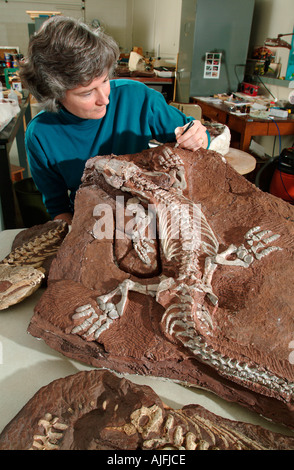 Fossil Reptile Orobates pabsti Diadectomorpha Diadectidea Early Permian ...