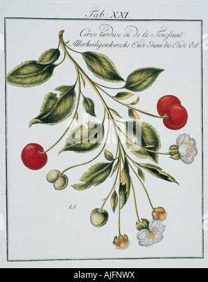 Prunus sp cherry Stock Photo - Alamy