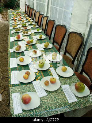 Some of the many different varieties of English apple trees growing in ...