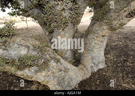 Sycomore tree - Ficus sycomorus Stock Photo - Alamy