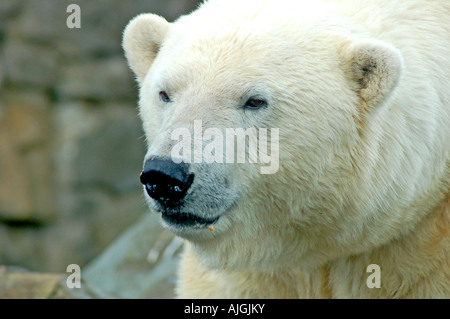 Polar bear in Edinburgh Zoo Stock Photo - Alamy