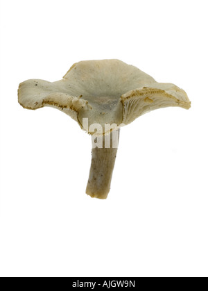 A closeup of a aniseed funnel mushroom (Clitocybe odora). This mushroom ...