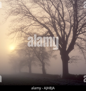 Trees in mist at Rudge Heath nr Shipley, Shropshire, England Stock ...