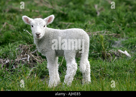 Cute little lamb side view head shot isolated on white background Stock ...