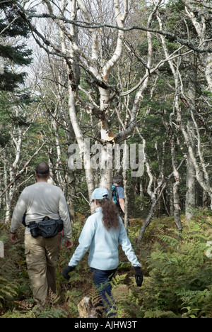Hikers follow a herd path through a birch forest to Unknown Pond Peak ...