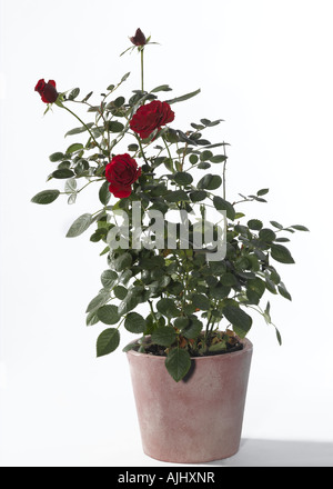 A vertical shot of a potted red rose mallow flower at the wooden facade ...