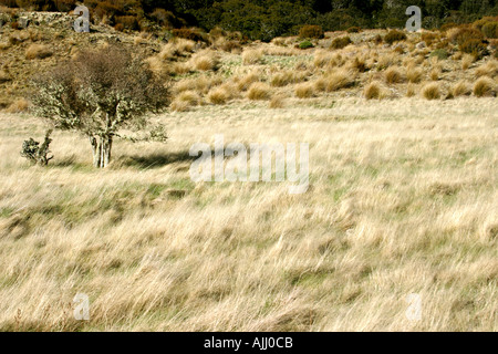 Chionochloa rubra, red tussock grass, a New Zealand endemic plant ...