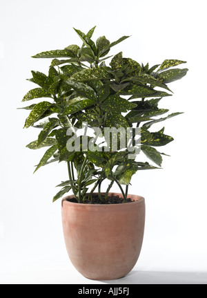 Aucuba japonica in pot with white background, top view Stock Photo - Alamy