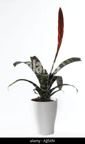 Bromelia flower (Bromelia sp Stock Photo - Alamy