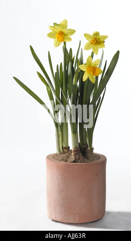 Hyacinth (Hyacinthus sp) bulb blooming, Hoogeloon, Netherlands Stock ...