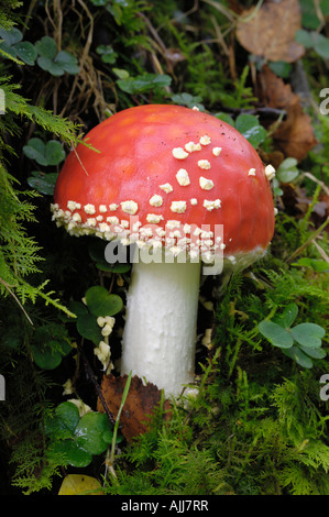 fly agaric or fly amanita, Amanita muscaria Stock Photo - Alamy