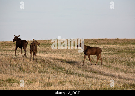 Moose in Saskatchewan field Stock Photo - Alamy