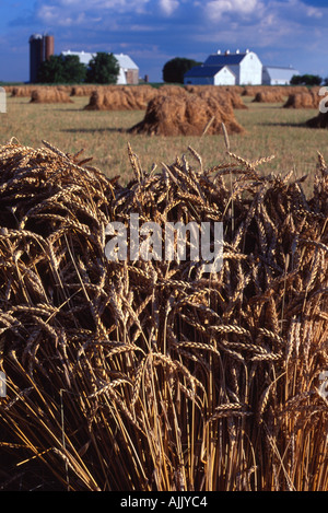 SHOCKS OF WHEAT ON AMISH FARM / LANCASTER COUNTY, PENNSYLVANIA Stock ...