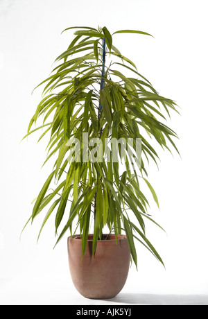 Ficus sp Ficus sp Stock Photo - Alamy