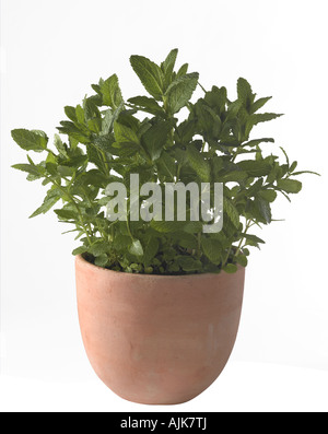 Peppermint Mentha sp Stock Photo - Alamy