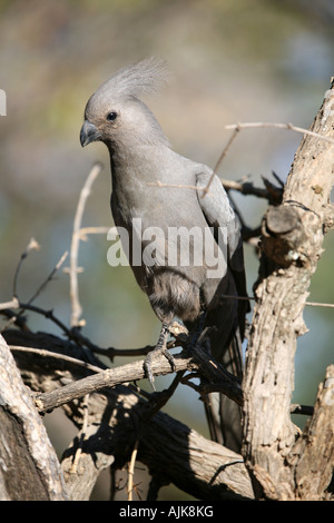 Grey Lourie in tree Stock Photo - Alamy