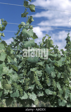 Young growing grapes with green clusters hanging from the trellis Stock ...