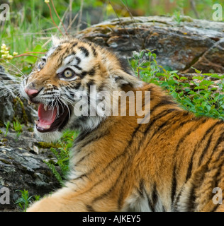 siberian tiger baring teeth Stock Photo - Alamy