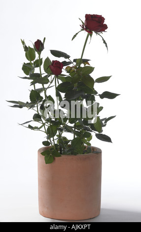 A vertical shot of a potted red rose mallow flower at the wooden facade ...