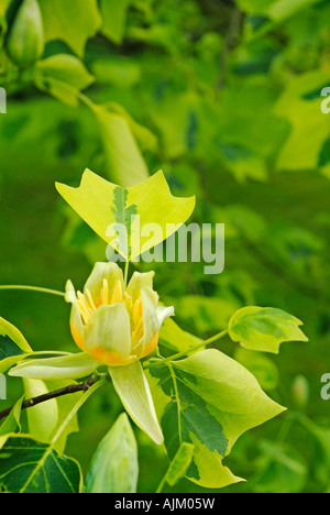 Flower of the tulip tree (Liriodendron tulipifera), an ornamental tree ...